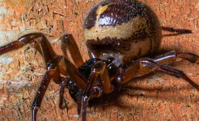 Urgent Warning: Keep Windows Shut to Stop the Most Venomous Spider from ...